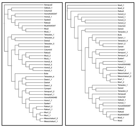 Solved The Two Phylogenetic Trees Are For One Fasta Sequence