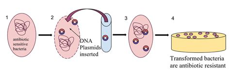 转染与转化的区别 知乎