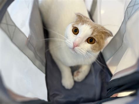 스코티쉬폴드 꿈이 코카스파니엘분양가격 폼스키분양가격 폼치분양가격 폼피츠분양가격 푸숑분양가격 고양이분양가격 랙돌분양가격 러시안블루분양가격 먼치킨분양가격 브리티쉬숏헤어분양가격