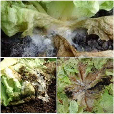 Plagas Y Enfermedades Más Importantes De La Lechuga Neval Ensayos De