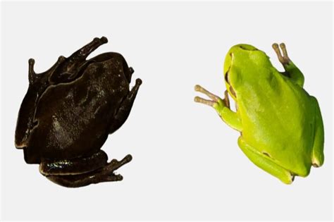 체르노빌 인근 개구리가 검은색이 된 이유 ㅍㅍㅅㅅ