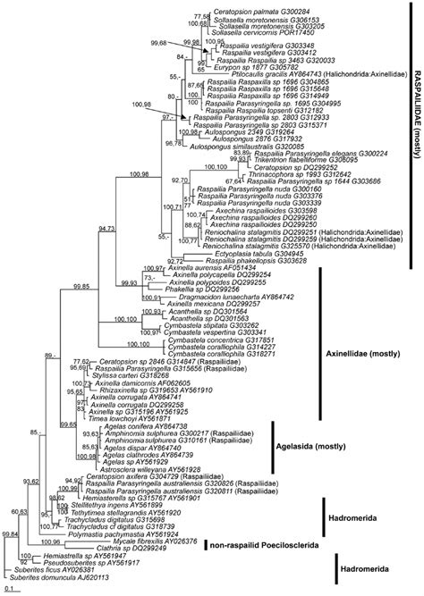 Bayesian Inference Tree Of The S RDNA Data Set The Maximum Download Scientific Diagram