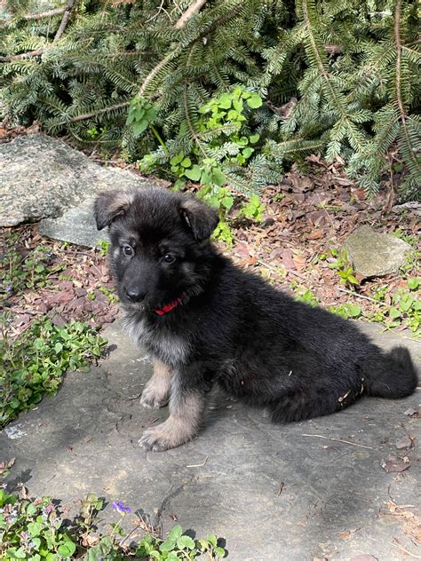 Trafalgar German Shepherds German Shepherd Dog Puppies For Sale In