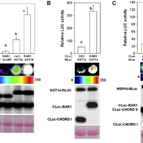 Pdf Firefly Luciferase Complementation Imaging Assay For Protein Protein Interactions In Plants