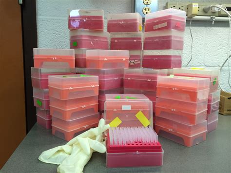 How You Doin Undergrad In The Lab