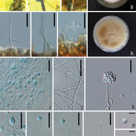 Pdf The Genus Simplicillium