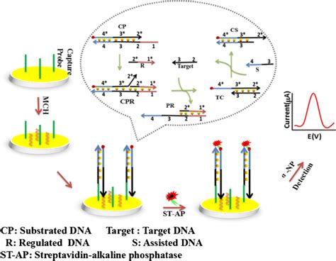 Schematic Representation Of Dna Detection Based On Regulation Of Dna