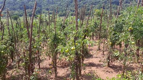 මාතලේ තක්කාලි වගාවට වැසි හරහට හිටියි Ada Online