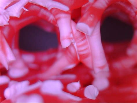 Why Does Plastic Turn White Under Stress