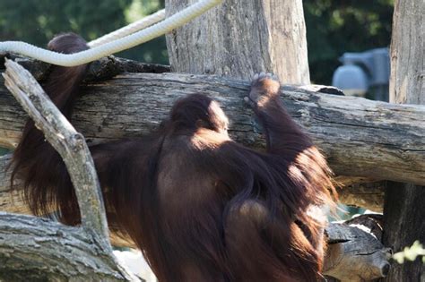 Premium Photo Orphaned