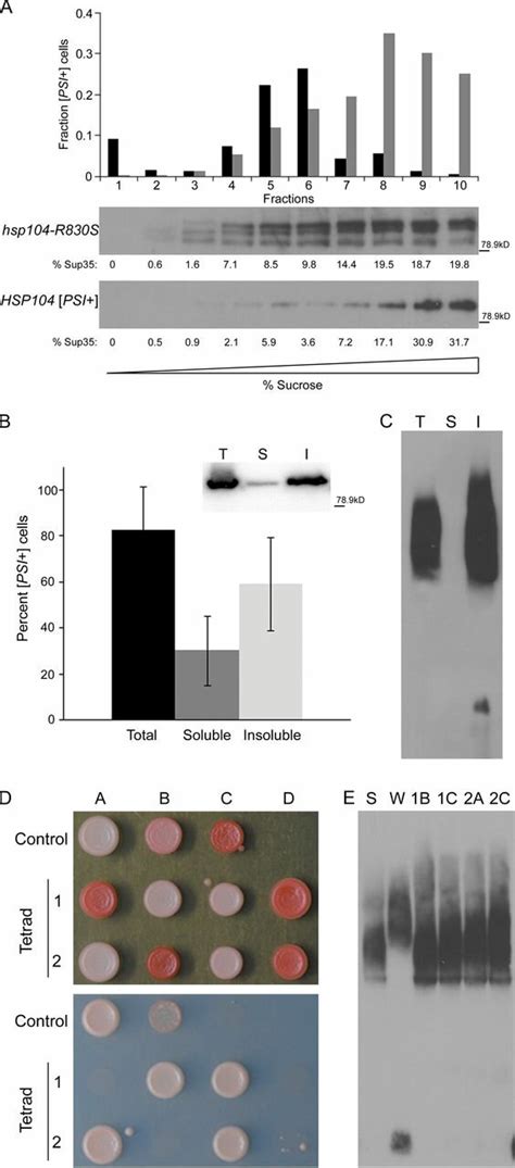 Soluble Oligomeric Psi Propagons Are Infectious And Maintain The