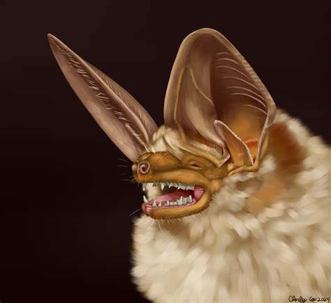 Pallid Bat Speedpaint — Weasyl