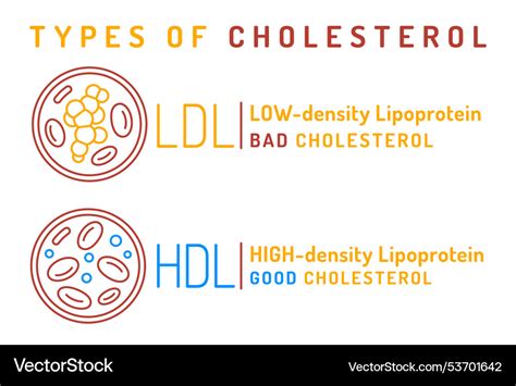 Hdl Good And Ldl Bad Cholesterol Infographic Vector Image