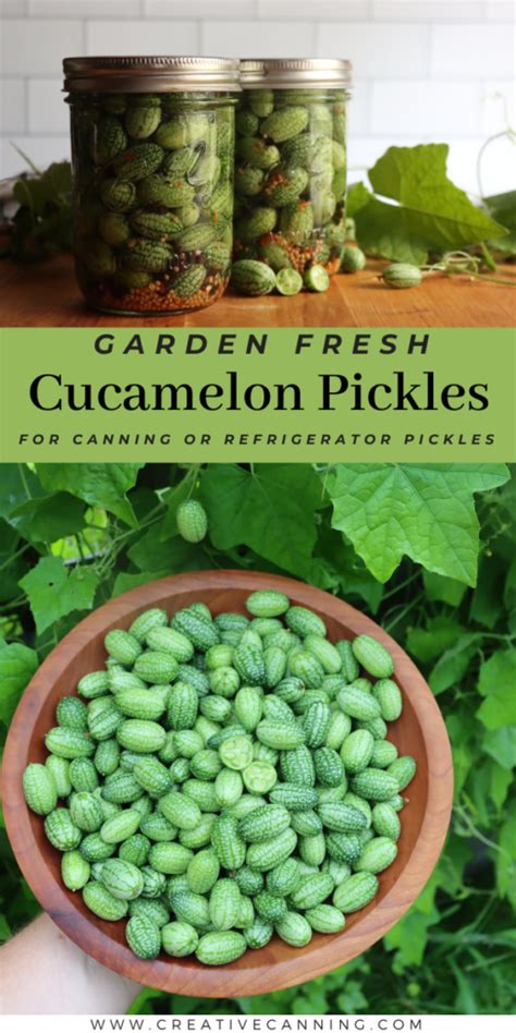 Cucamelon Pickles Creative Canning