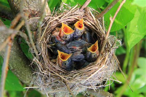 Гнездо птицы фото и картинки 54 штук