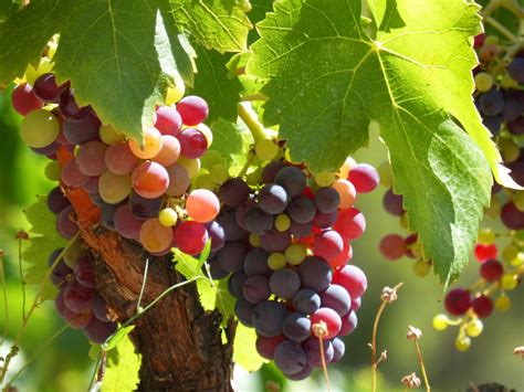 무료 이미지 분기 덩굴 포도주 과일 잎 여름 식품 생기게 하다 가을 관목 꽃 피는 식물 Vitis