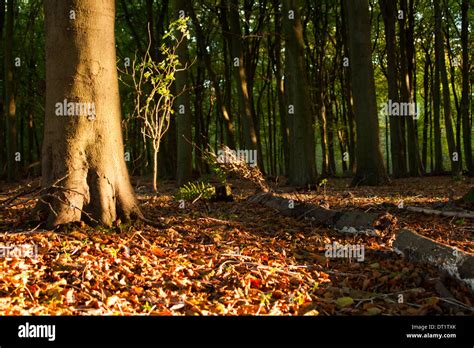 English Tree Trunks With Sunlight Hi Res Stock Photography And Images Alamy