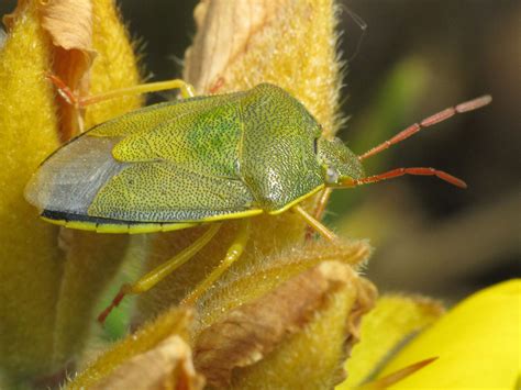 Gorse Shieldbug Naturespot