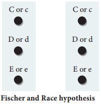 Genetic Control Of Rh Factor
