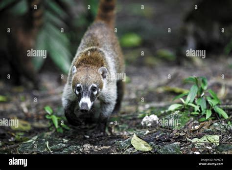 White Nosed Coati Nasua Narica In Rain Forest At Tikal Guatemala