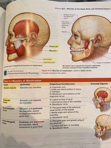 Muscles Of Facial Expression 3 Flashcards Quizlet