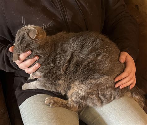 My Friends Cat Thor R Chonkers