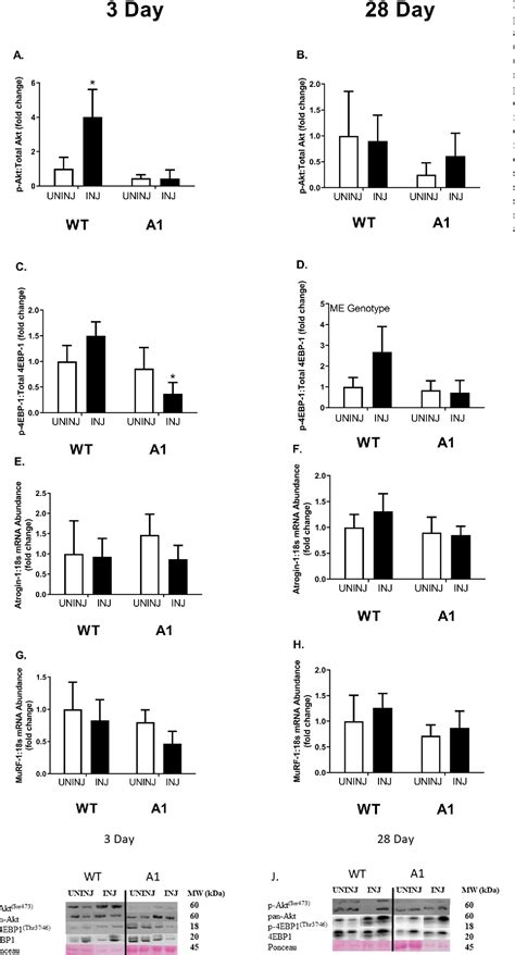 Figure 3 From Effects Of Pgc 1α Overexpression On The Myogenic Response During Skeletal Muscle