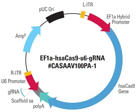 The Schematic Of The Designed Plasmid Download Scientific Diagram