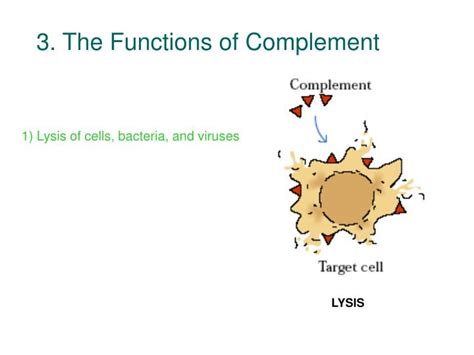 Ppt The Complement System Powerpoint Presentation Id 4763096