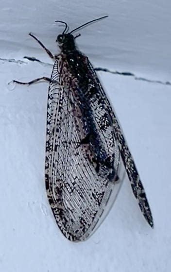 Giant Lacewing Polystoechotes Punctata Bugguide Net