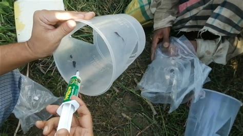 সেক্স ফেরোমোন ফাঁদ সাবান পানির প্রয়োজন নেই Sex Pheromone Trap No Soapy Water Required