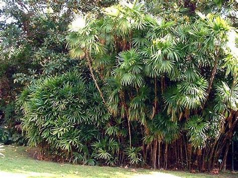 Rhapis Excelsa Palmpedia Palm Growers Guide