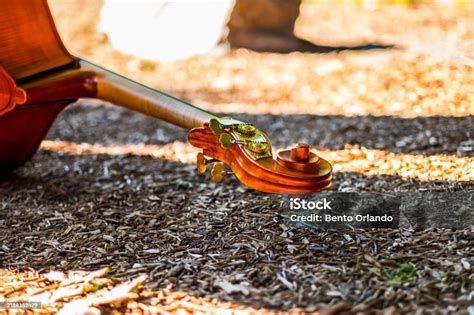 햇볕이 내리쬐는 숲길을 스크롤하는 더블 베이스의 클로즈업으로 자연스러운 야외 배경에 대비한 현악기 나무의 따뜻한 빛을 포착합니다 0명에 대한 스톡 사진 및 기타 이미지