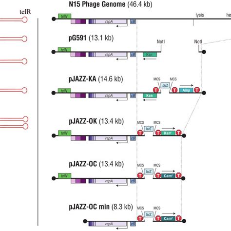Pdf Linear Plasmid Vector For Cloning “unclonable” Dna