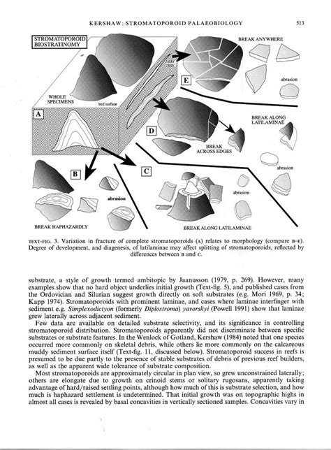 Stromatoporoid Growth Forms Questions And Answers The Fossil Forum