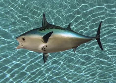 Realistic Fish Head From Tv Cartoon Realistic Fish Head From Tv Cartoon
