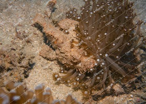 Poisonous Scorpion Fish Among Soft Corals In The Gulf Of Oman Photo