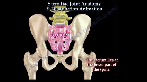 Sacroiliac Joints Anatomy