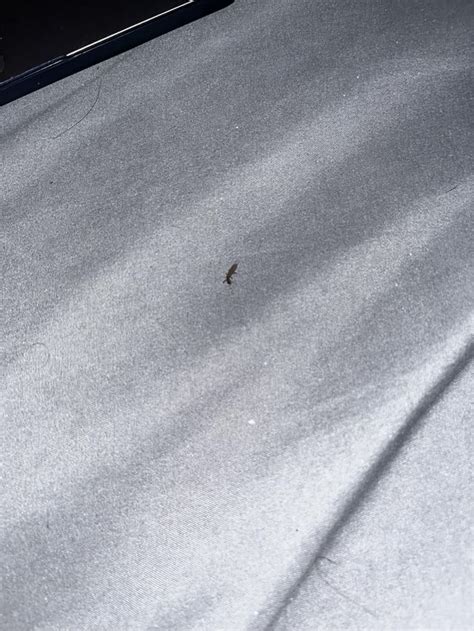 Possible Termite R Whatsthisbug