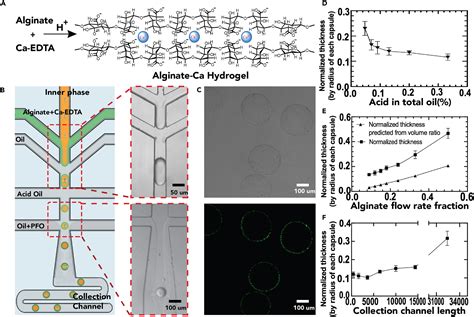 Stiff Hydrogel Encapsulation Retains Mesenchymal Stem Cell Stemness For