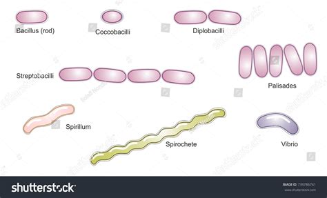 Diplobacillus Bacteria