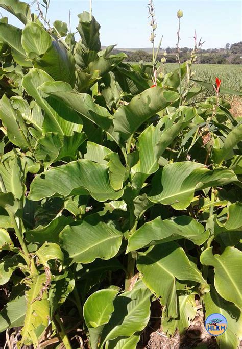India Shot Canna Indica Nemba Cat 1b Alien Invasive Weed