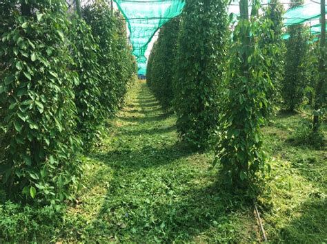 ចំការម្រេចកំពត ខេត្តកំពត Tnaot