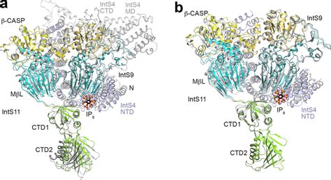Structural Comparison Between Drosophila And Human Icm A Overlay Of The Download Scientific