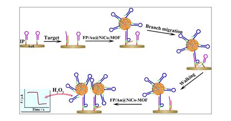 Wedged Dna Walker Coupled With A Bimetallic Metalorganic Framework