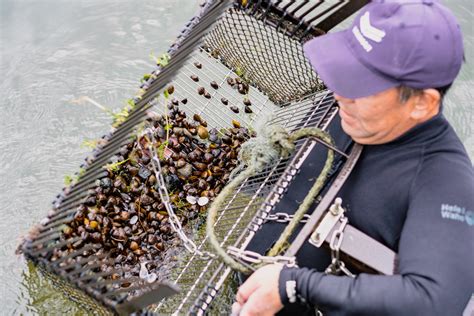 小川原湖のしじみ漁 対島商店ONLINE 青森県小川原湖の佃煮