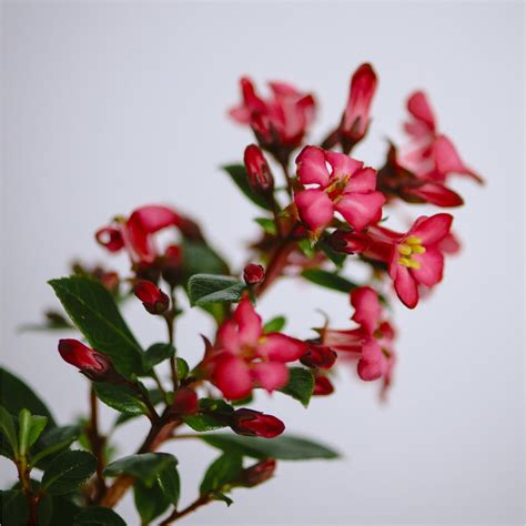 140mm Escallonia Pink Pixie Escallonia Exoniensis Fradesii Nana Bunnings Australia