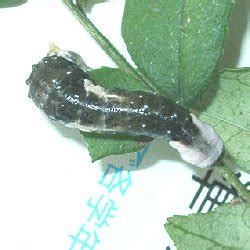 アゲハの幼虫の見分け方