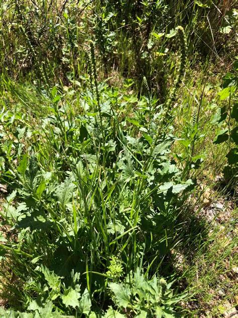 Chenopodium Californicum Calflora
