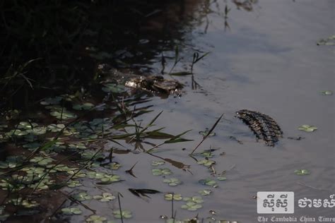 «ក្រពើភ្នំជាសត្វកម្របំផុតក្នុងពិភពលោក ត្រូវបានពលរដ្ឋប្រទះឃើញនៅខេត្តកោះកុង សុីសុីថាមស៍